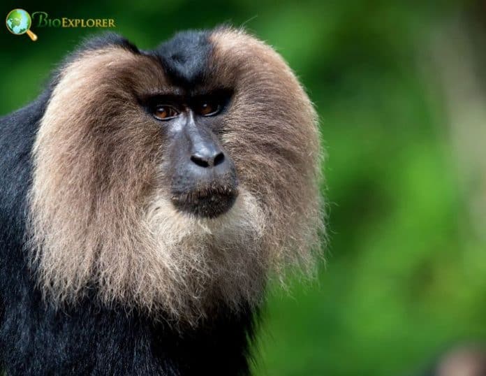 Lion-Tailed Macaque Characteristics | Macaca Silenus Facts