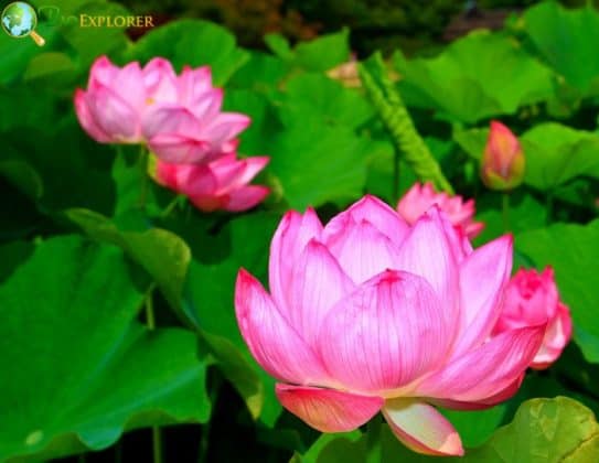Lotus Flower Mystique | Nelumbo nucifera | Symbolism | Pictures