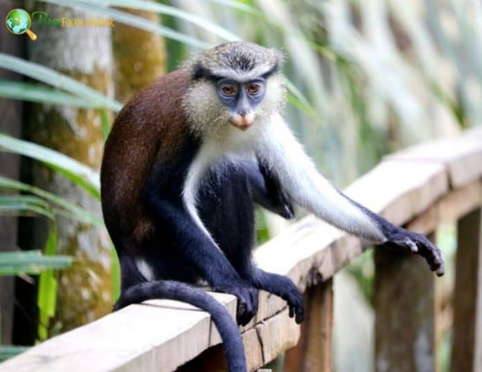 Lowe's Mona Monkey Characteristics | Cercopithecus Lowei Diet & Facts