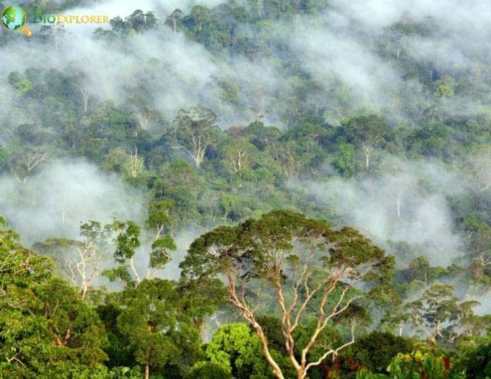 World's Top Rainforests | Tropical Rainforests | BioExplorer