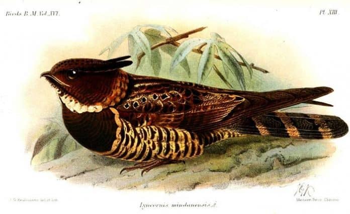 Great Eared Nightjar Facts | Lyncornis macrotis | Baby Dragon
