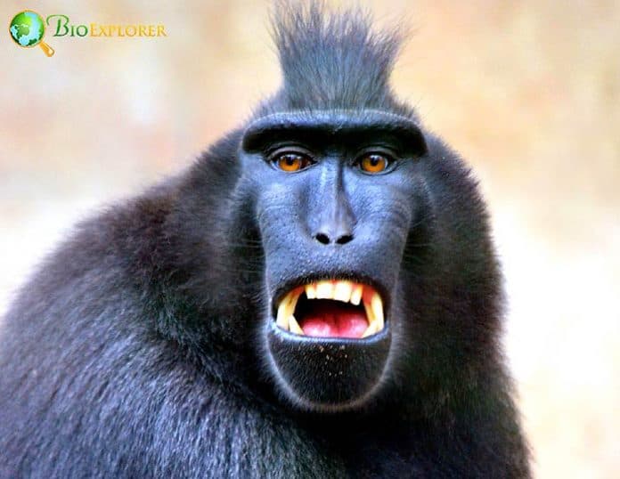 Macaques | Types of Macaques | Facts and Diets | BioExplorer