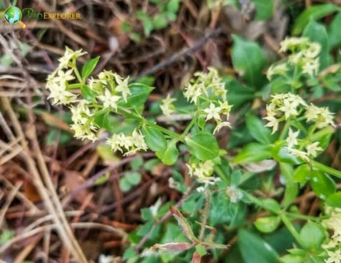 Madder Flower | Rubia tinctorum | BioExplorer.net