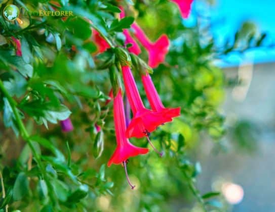Qantuta Flower | Cantua Buxifolia | Wildflower | BioExplorer