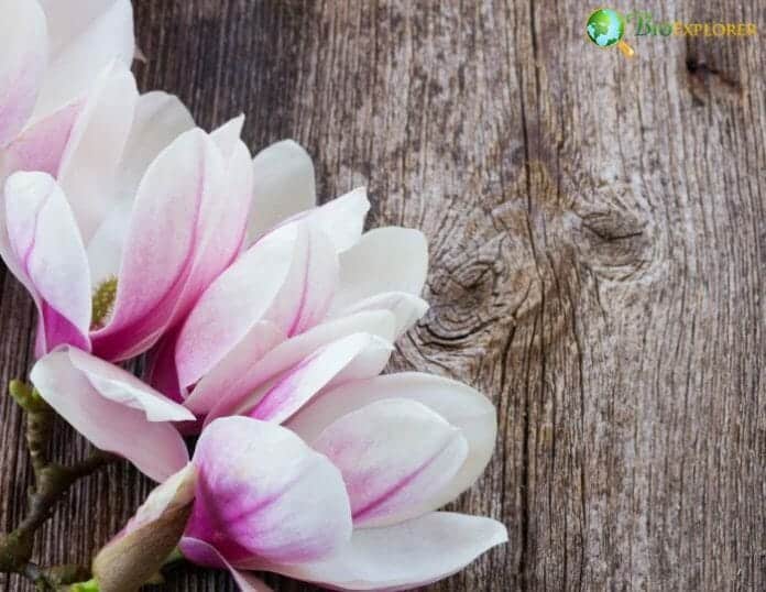 Order Magnoliales Characteristics | Distribution | Example Species