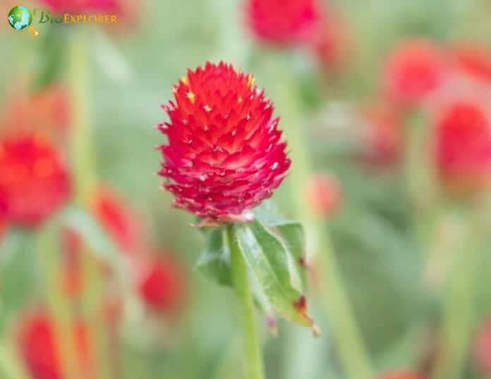 Globe Amaranth Flower | Gomphrena globosa | Hoova | Makhmali