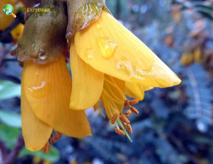Mamane Flower | Sophora chrysophylla | BioExplorer.net