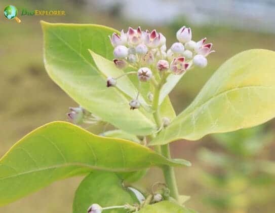 Manchineel Tree Flower | Hippomane mancinella | Beach Apple Flowers