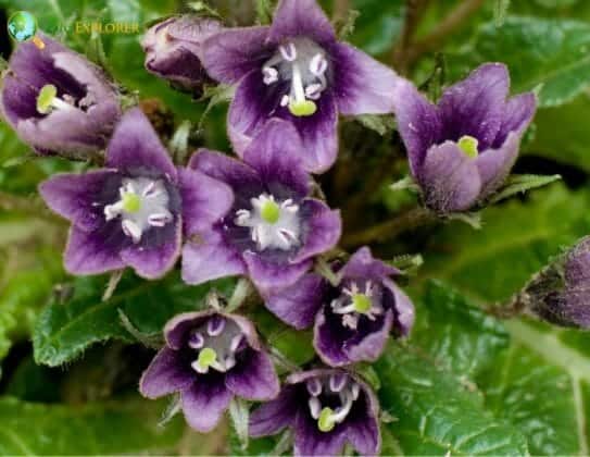 Mandrake Flower | Satan's Apple | Mandragora officinarum | BioExplorer