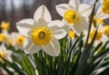 March Birth Flowers | Daffodils and Jonquils | Meaning & Symbolism