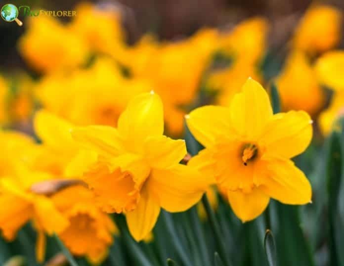 March Birth Flowers | Daffodils and Jonquils | Meaning & Symbolism