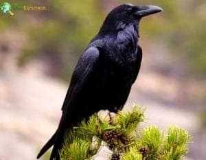 43 Types of Crows | All Corvus Species | Corvidae Family Birds