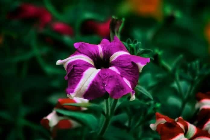 Mahon's Gilliflower | Matthiola incana | Stock Flower | BioExplorer.net