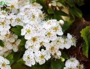 May Birth Flowers | Lily of the Valley and Hawthorn | Meaning & Symbolism