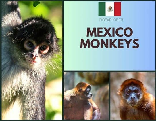 Mexico Monkeys | Monkeys Native To Mexico | BioExplorer