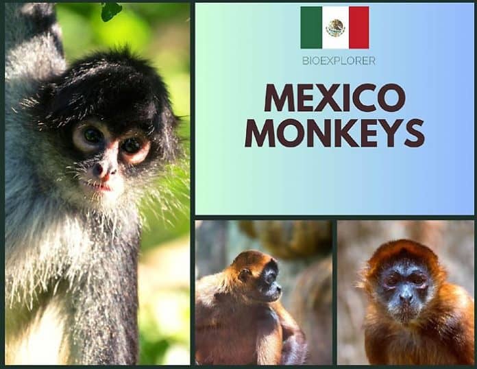 Mexico Monkeys | Monkeys Native To Mexico | BioExplorer