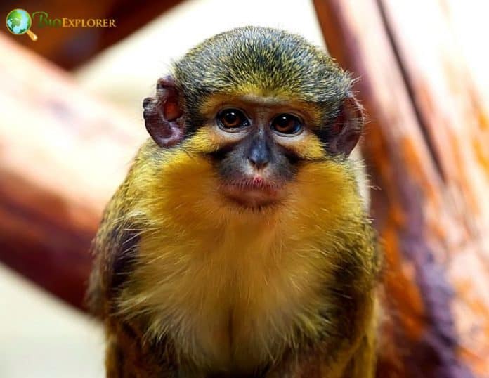 Angolan Talapoin Characteristics | Miopithecus talapoin Facts