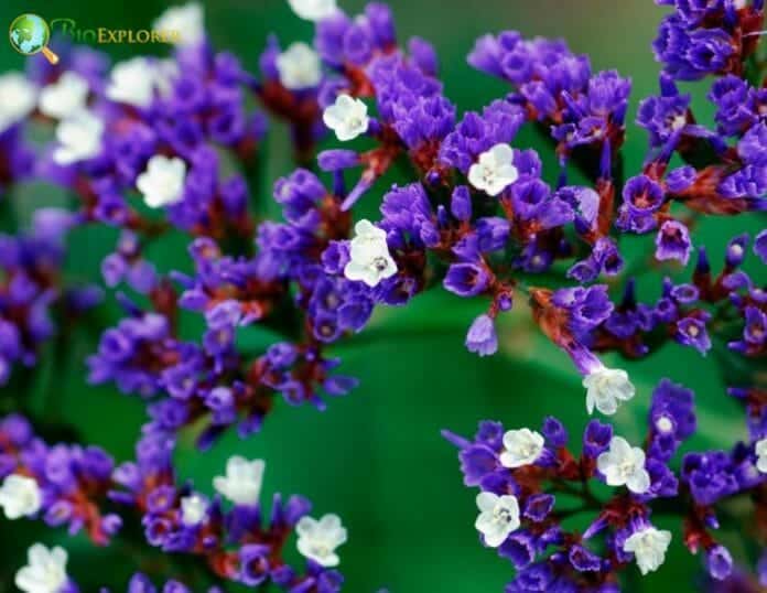 Misty Blue Limonium Flower | Misty Blue | Misty White | BioExplorer.net