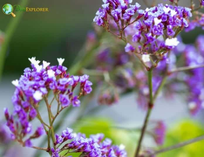Misty Blue Limonium Flower | Misty Blue | Misty White | BioExplorer.net
