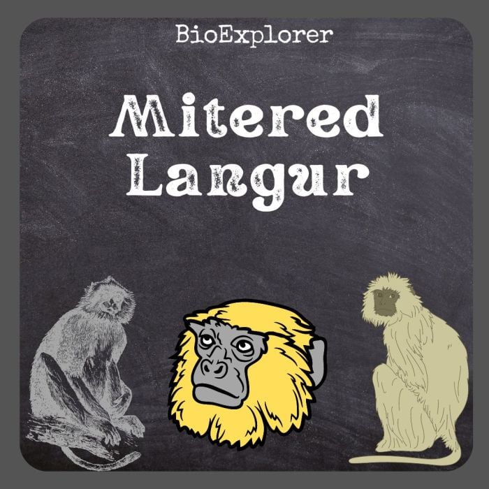 Mitered Langur Characteristics | Presbytis Mitrata Facts