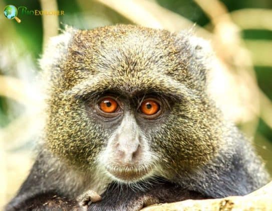 Mona Monkey Characteristics | Cercopithecus Mona Diet & Facts