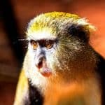 Mona Monkey Characteristics | Cercopithecus Mona Diet & Facts