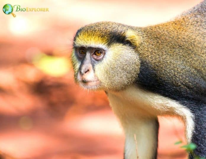 Mona Monkey Characteristics | Cercopithecus Mona Diet & Facts