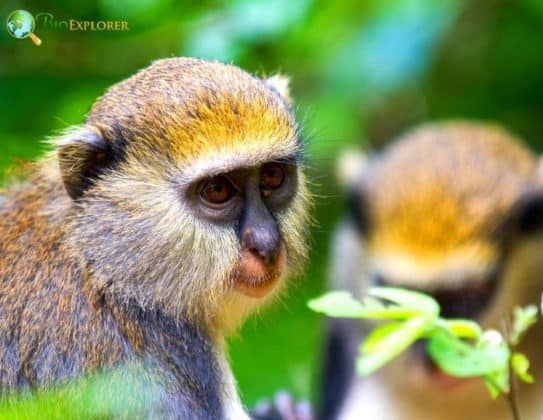 Mona Monkey Characteristics | Cercopithecus Mona Diet & Facts