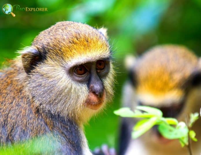 Mona Monkey Characteristics | Cercopithecus Mona Diet & Facts