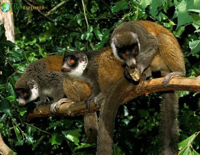 Mongoose Lemur | Eulemur Mongoz | Lemur Species | Facts