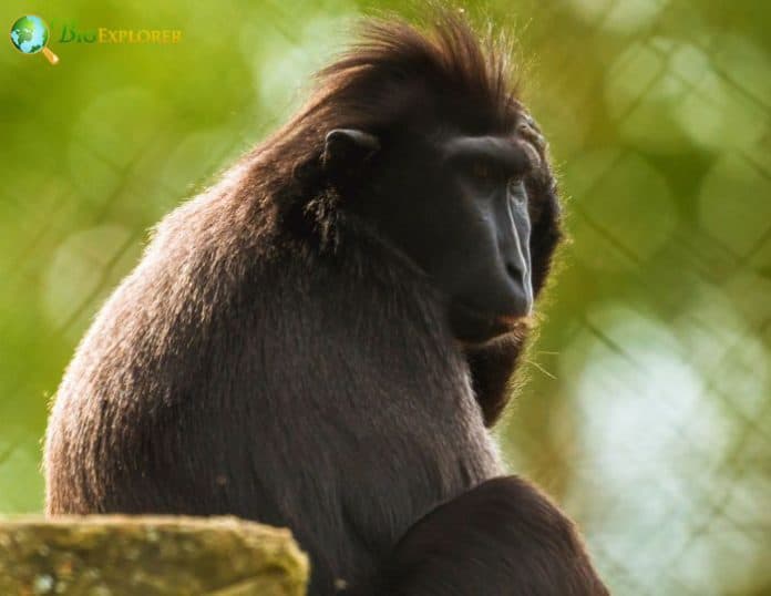 Moor Macaque Characteristics | Macaca Maura Facts | BioExplorer