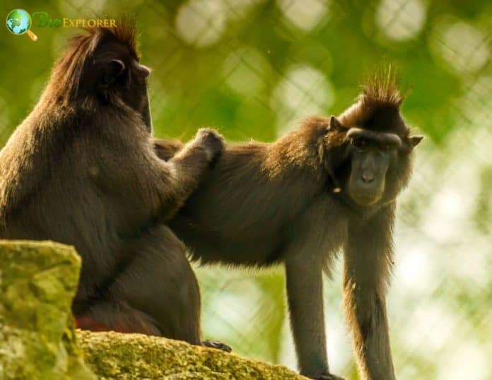 Moor Macaque Characteristics | Macaca Maura Facts | BioExplorer