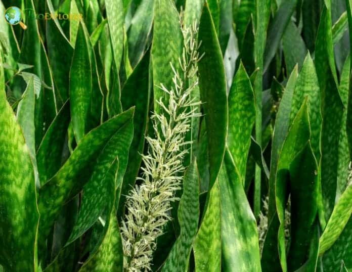 Dracaena trifasciata | Mother-in-Law Tongue Flower | BioExplorer.net