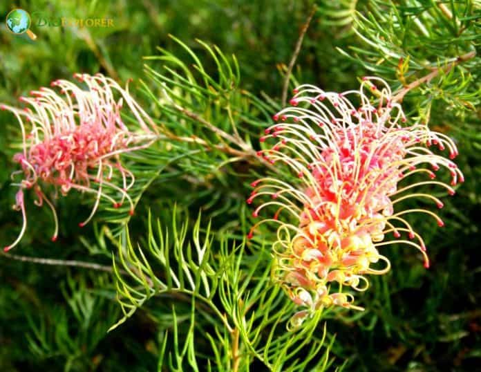 Mount Finke Grevillea Flower | Grevillea Treueriana | Desert Flower ...