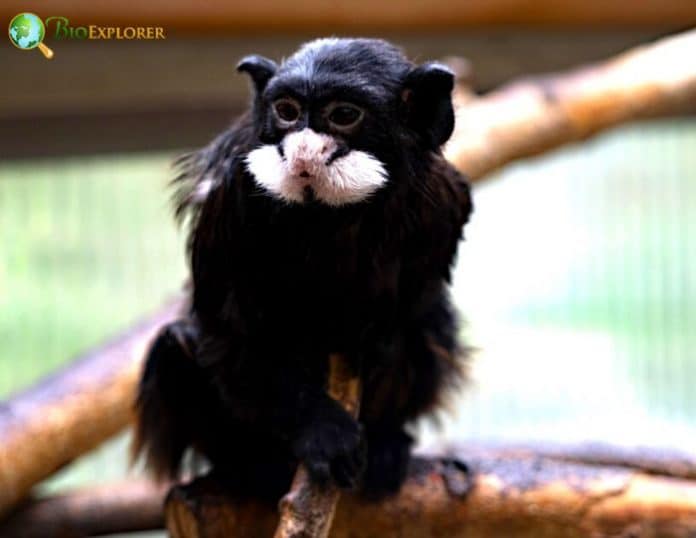 Moustached tamarin Characteristics | Saguinus mystax Diet & Facts