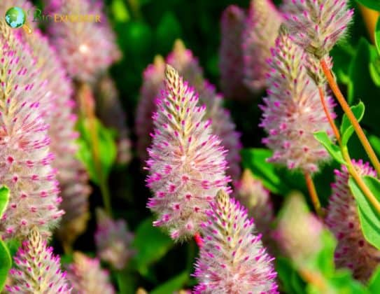 Mulla Mulla Flower | Ptilotus Exaltatus | Wildflower | BioExplorer