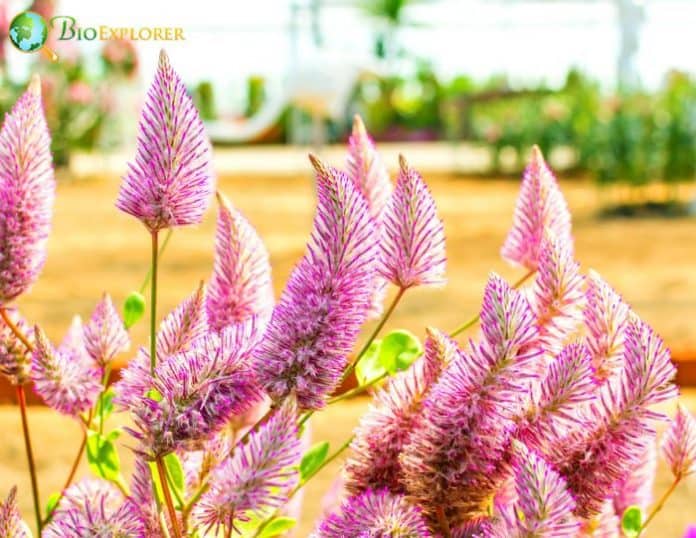 Mulla Mulla Flower | Ptilotus Exaltatus | Wildflower | BioExplorer