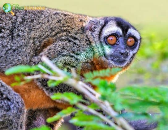 Nancy Ma's Night Monkey Characteristics | Aotus Nancymaae Facts ...