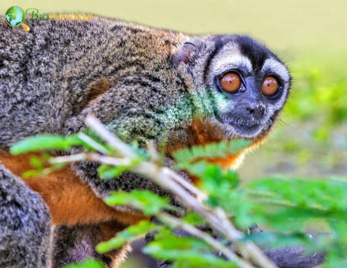 Nancy Ma's Night Monkey Characteristics | Aotus Nancymaae Facts ...