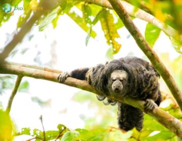 Napo Saki Characteristics | Pithecia Napensis Facts
