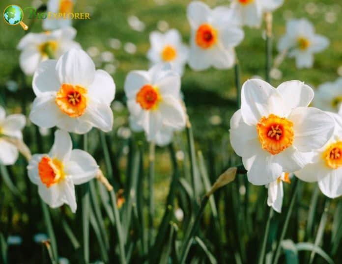 December Birth Flowers | Holly Flowers | Narcissus Flowers | BioExplorer