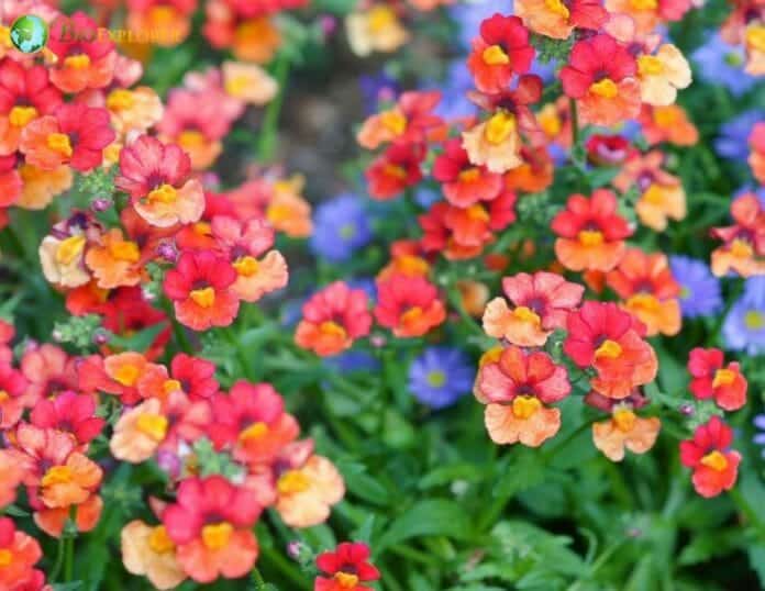 Nemesia Flower | South African Herbaceous Flower | BioExplorer.net
