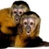 Types of New-World Monkeys | Characteristics & Species
