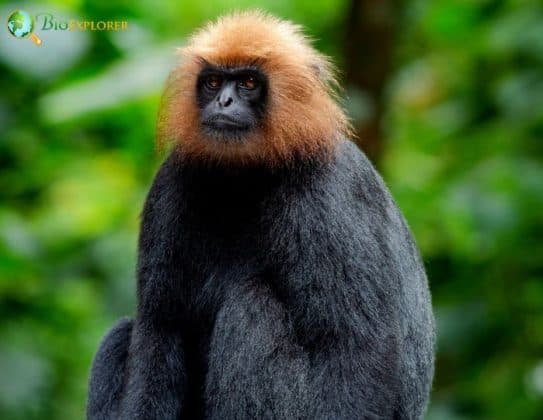 Nilgiri Langur Characteristics | Semnopithecus Johnii Facts