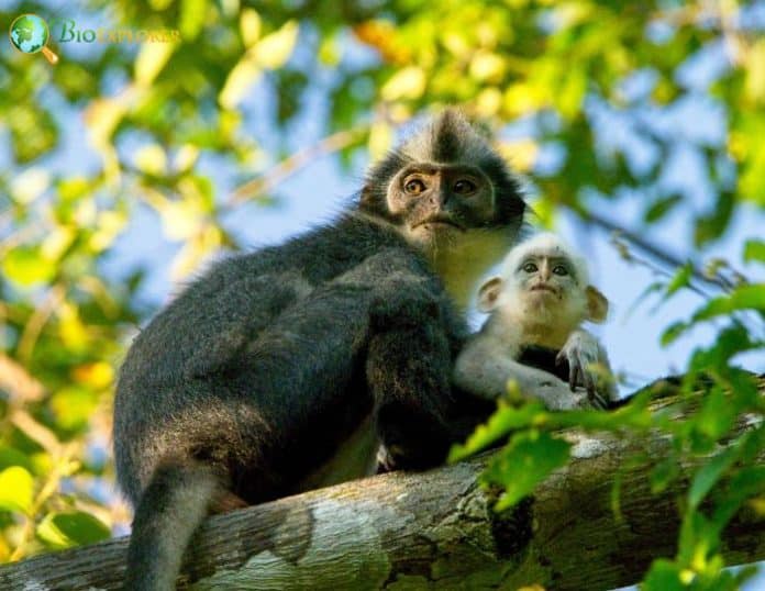North Sumatran Leaf Monkey Characteristics | Presbytis Thomasi Diet & Facts
