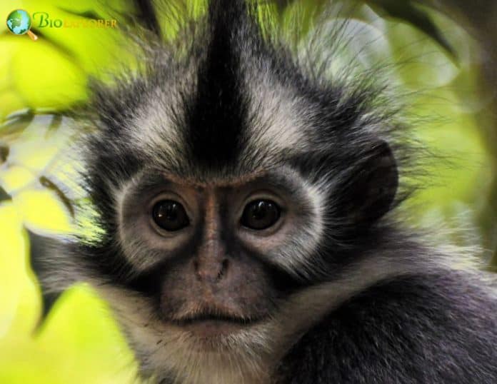 North Sumatran Leaf Monkey Characteristics | Presbytis Thomasi Diet & Facts
