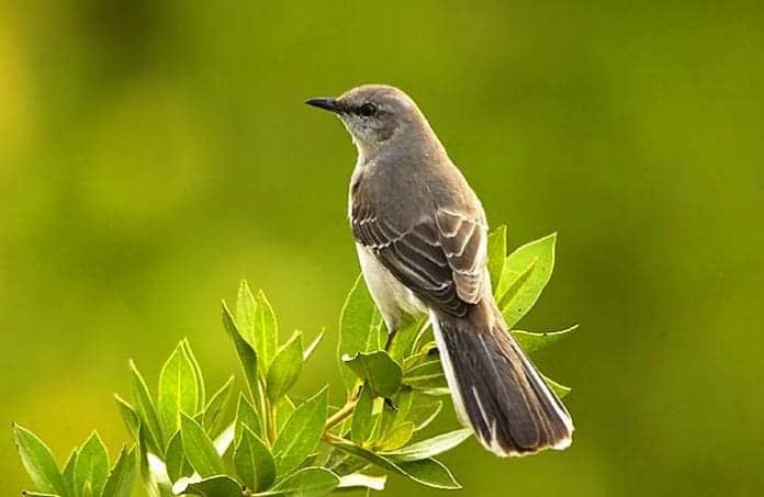 Mimids | Mimicry Birds | Mimidae | Mockingbirds | Thrashers & More