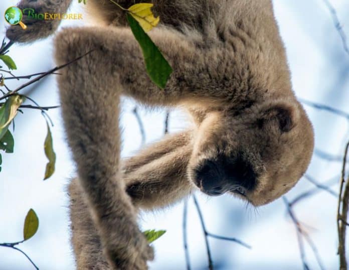Northern Muriqui Characteristics | Brachyteles Hypoxanthus Diet & Facts