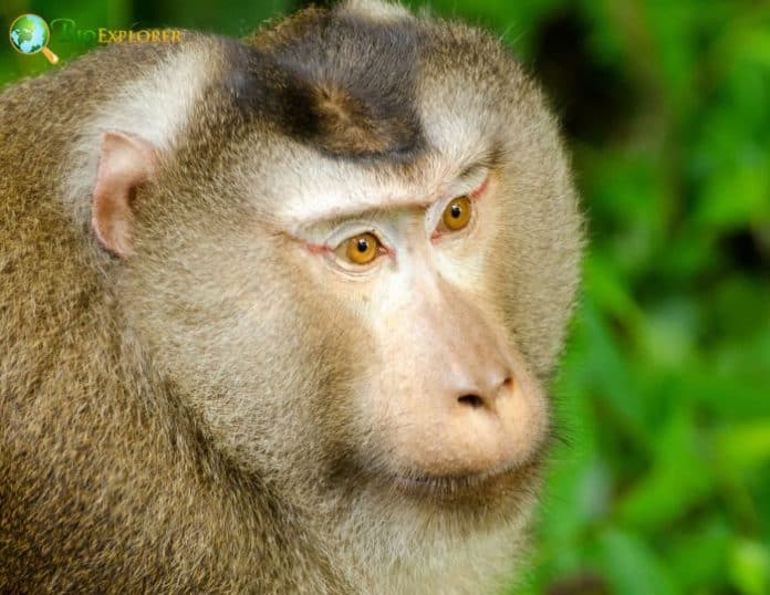Northern Pig-Tailed Macaque Characteristics | Macaca Leonina Facts