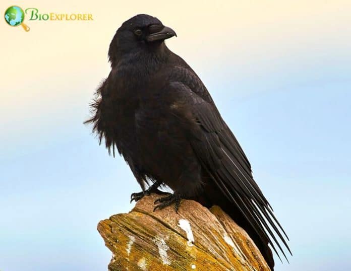 Northwestern Crow | Corvus Caurinus | Black Bird | BioExplorer